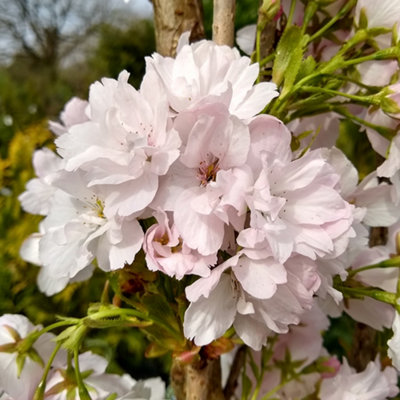 You Garden - Prunus Amanogawa Cherry Blossom Tree Established Tree in ...