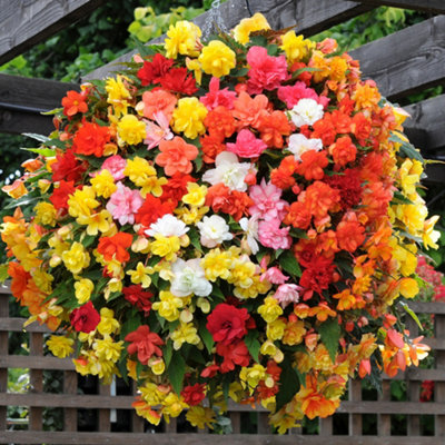 You Garden - Summer Flowering 150 Bulb Collection | DIY at B&Q