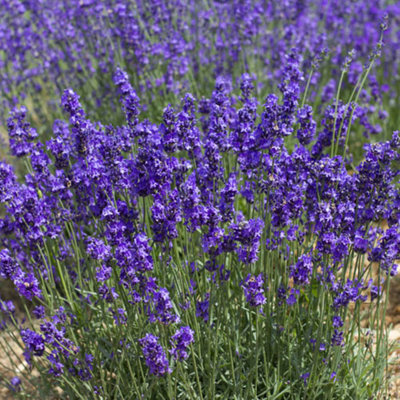 YouGarden 12 English Hidcote Lavender Plug Plants. Beautifully Scented ...