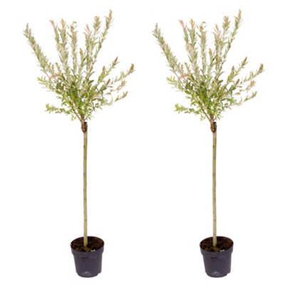 YouGarden 2 x 80-90cm Flamingo Willow Tree in 3L Pots. Salix Integra ...