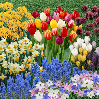 YouGarden 300 Spring Flowering Bulb Mixed Pack, 300 Bulbs, 7 Varieties ...