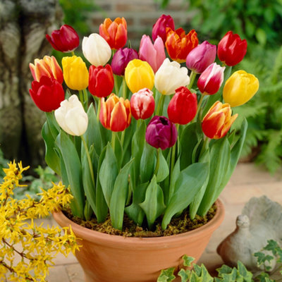 YouGarden 300 Spring Flowering Bulb Mixed Pack, 300 Bulbs, 7 Varieties ...