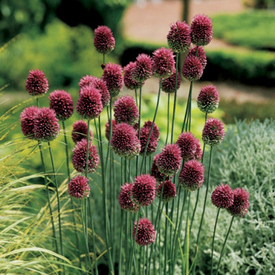 YouGarden 300 Spring Flowering Bulb Mixed Pack, 300 Bulbs, 7 Varieties, Bulk Buy Collection ...