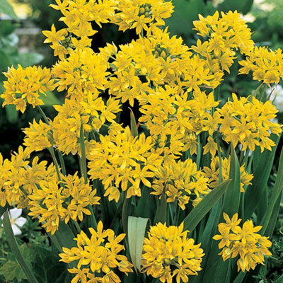 YouGarden 300 Spring Flowering Bulb Mixed Pack, 300 Bulbs, 7 Varieties, Bulk Buy Collection ...