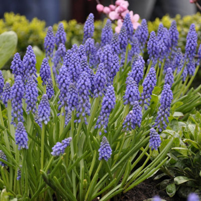 YouGarden 300 Spring Flowering Bulb Mixed Pack, 300 Bulbs, 7 Varieties ...