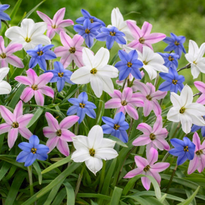 YouGarden 300 Spring Flowering Bulb Mixed Pack, 300 Bulbs, 7 Varieties ...
