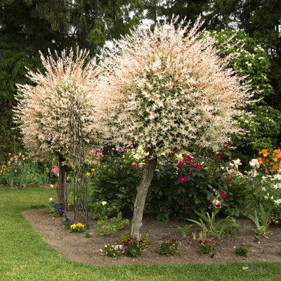 YouGarden 80-90cm Flamingo Willow Tree in 3L Pot. Salix Integra 'Hakuro ...