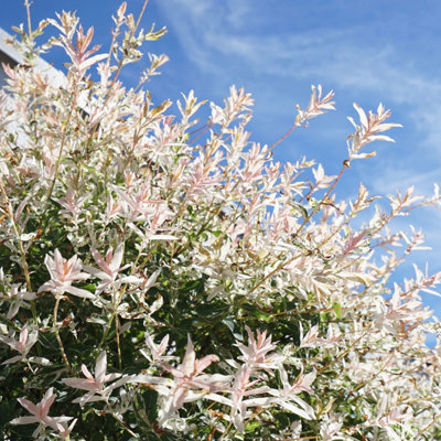 YOUGARDEN 80-90CM FLAMINGO WILLOW TREE IN 3L POT. SALIX INTEGRA 'HAKURO ...