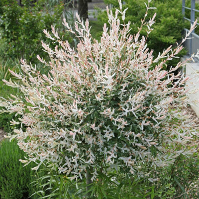 YouGarden 80-90cm Flamingo Willow Tree in 3L Pot. Salix Integra 'Hakuro ...