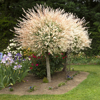 YouGarden 80-90cm Flamingo Willow Tree in 3L Pot. Salix Integra 'Hakuro ...