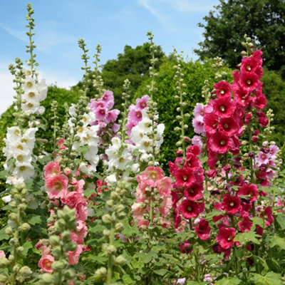 YouGarden Alcea 'Hollyhock' Mix, 10 x Bare Root Plants, Mixed Colours ...