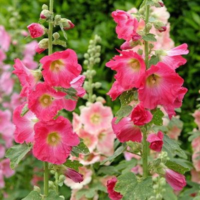 YouGarden Alcea 'Hollyhock' Mix, 10 x Bare Root Plants, Mixed Colours ...