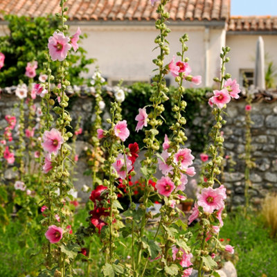 YouGarden Alcea 'Hollyhock' Mix, 10 x Bare Root Plants, Mixed Colours ...