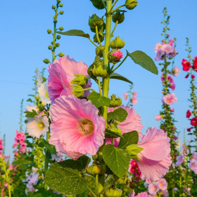 YouGarden Alcea 'Hollyhock' Mix, 10 x Bare Root Plants, Mixed Colours ...