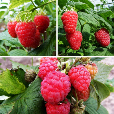 YouGarden All Season Raspberry Collection, Set of 15 Canes, Including ...