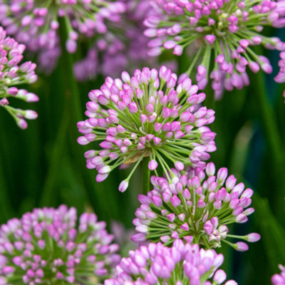 YouGarden Allium 'Millenium', Set of Five Bare Root Plants, Ready to ...
