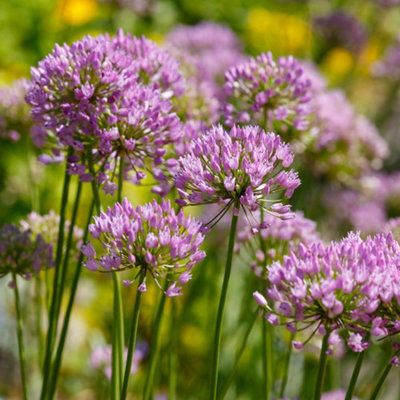 YouGarden Allium 'Millenium', Set of Five Bare Root Plants, Ready to ...