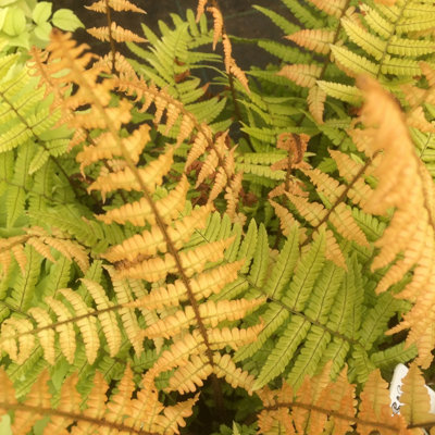 YouGarden Alpine Wood Fern 'Jurassic Gold', Established Plant in 9cm ...