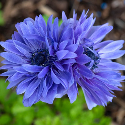 YouGarden Anemone Lord Lieutenant, 50 Bulbs, Blue Purple Hardy Spring ...