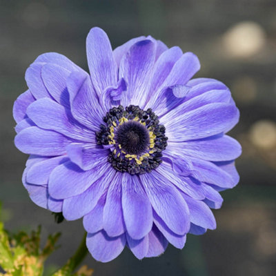 YouGarden Anemone Lord Lieutenant, 50 Bulbs, Blue Purple Hardy Spring ...