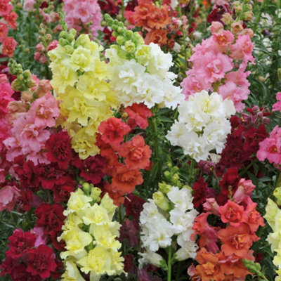 YouGarden Antirrhinum Butterflies x10 Garden Ready Snapdragons. Dwarf ...