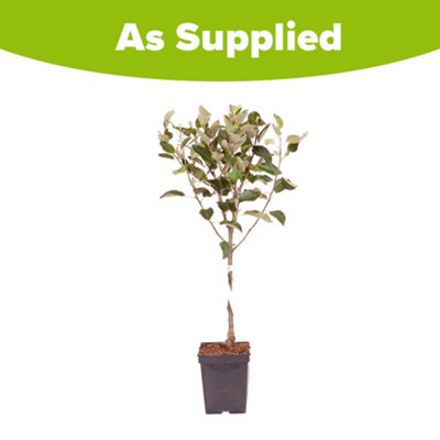 YouGarden - Apple Patio Fruit Tree 'Cox's Orange Pippin' in a 5L Pot 90 ...