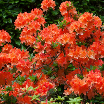 YouGarden Azalea Japonica Orange (Approximately 9cm Incl. Pot ...