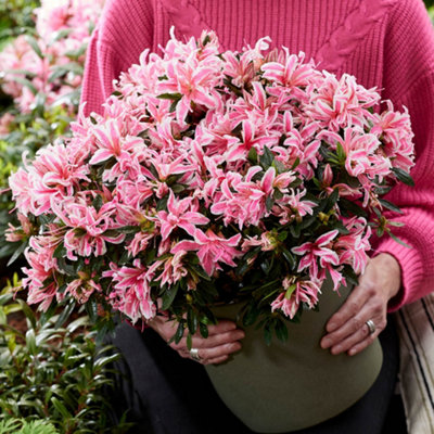 YouGarden Azalea 'Pink Spider', Pair of Established Plants in 13cm Pots ...