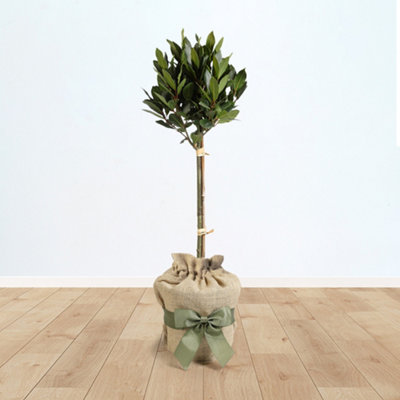 YouGarden Bay Tree Standard Tree 70-80cm Tall, Gift Wrapped in Brown ...