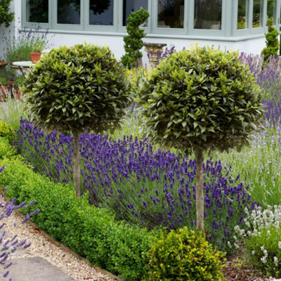 YouGarden Bay Tree Standard Tree 70-80cm Tall, Gift Wrapped in Brown ...