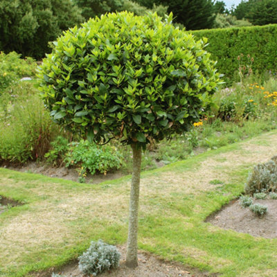 YouGarden Bay Tree Standard Tree 70-80cm Tall, Single Garden Ready ...
