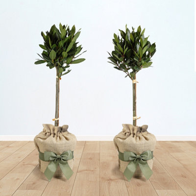 YouGarden Bay Tree Standard Trees, Set of Two 70-80cm Tall Plants, Gift ...
