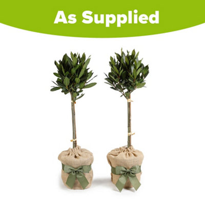 YouGarden Bay Tree Standard Trees, Set of Two 70-80cm Tall Plants, Gift ...