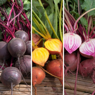 YouGarden Beetroot Rainbow Mix 12 x Plug Plants - Colourful Varieties ...