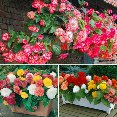 YouGarden Begonia 'Bonanza', Set of 30 Mixed Tubers, with Upright ...