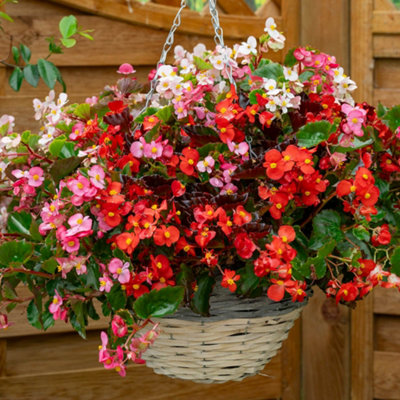 YouGarden Begonia 'Hula' Mixed, 30 x Garden Ready Plants, Long ...