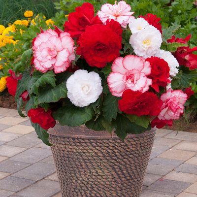 YouGarden Begonia 'Majestic Romance' Mix, Set of 24 Plug Plants, Ready ...