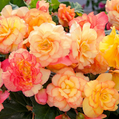 YouGarden Begonia 'On Top Sunset Shades' 20 Garden Ready Plants