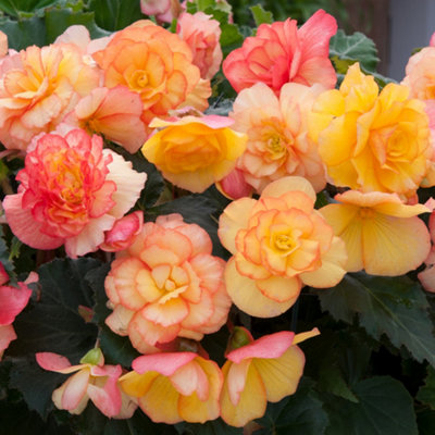 YouGarden Begonia 'On Top Sunset Shades' 20 Garden Ready Plants
