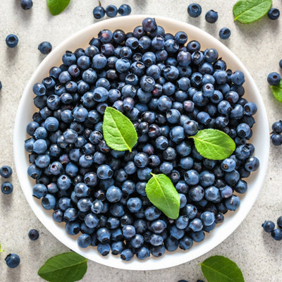 YouGarden Blueberry 'Ozark Blue', for Late Season Blueberry Crops ...