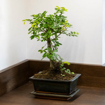 YOUGARDEN BONSAI TREE 'ZELKOVA', BALL SHAPED JAPANESE ELM, 15CM CERAMIC ...
