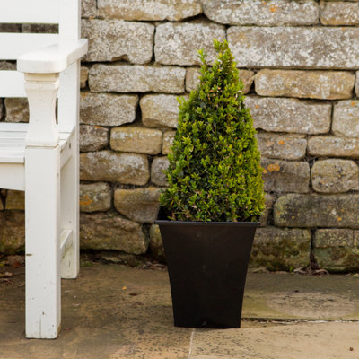 YouGarden Box Buxus Shrub Pyramids, Set of Two 45-50cm Tall Topiary ...