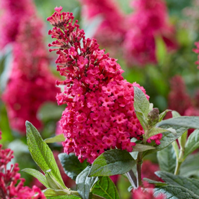 YouGarden Buddleia 'Butterfly Candy Little Ruby' Standards in 18cm Pots ...