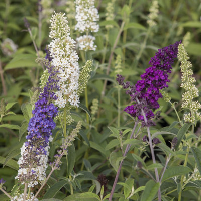 YOUGARDEN BUDDLEIA 'TRICOLOUR' BUTTERFLY BUSH, WHITE, PINK AND BLUE ...