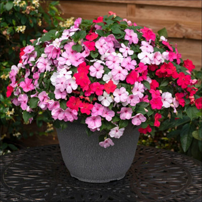 YouGarden Busy Lizzie 'Beacon Raspberry Sundae', Set of 20 Garden Ready ...