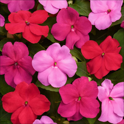 YouGarden Busy Lizzie 'Beacon Raspberry Sundae', Set of 20 Garden Ready ...