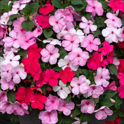 YouGarden Busy Lizzie 'Beacon Raspberry Sundae', Set of 20 Garden Ready ...