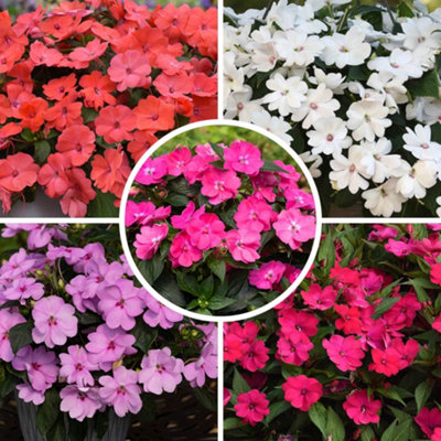 YouGarden Busy Lizzie 'Solarscape', Set of 10 Garden Ready Plants ...