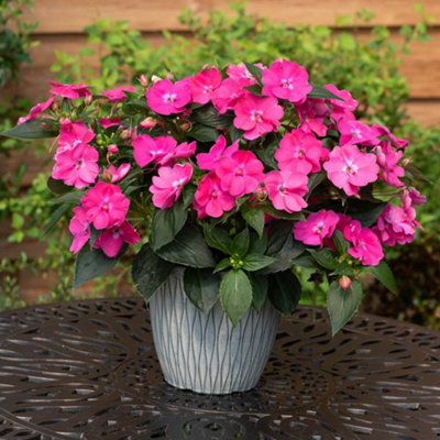 YouGarden Busy Lizzie 'Solarscape', Set of 10 Garden Ready Plants ...