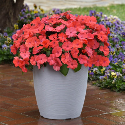 YouGarden Busy Lizzie 'Solarscape', Set of 10 Garden Ready Plants ...